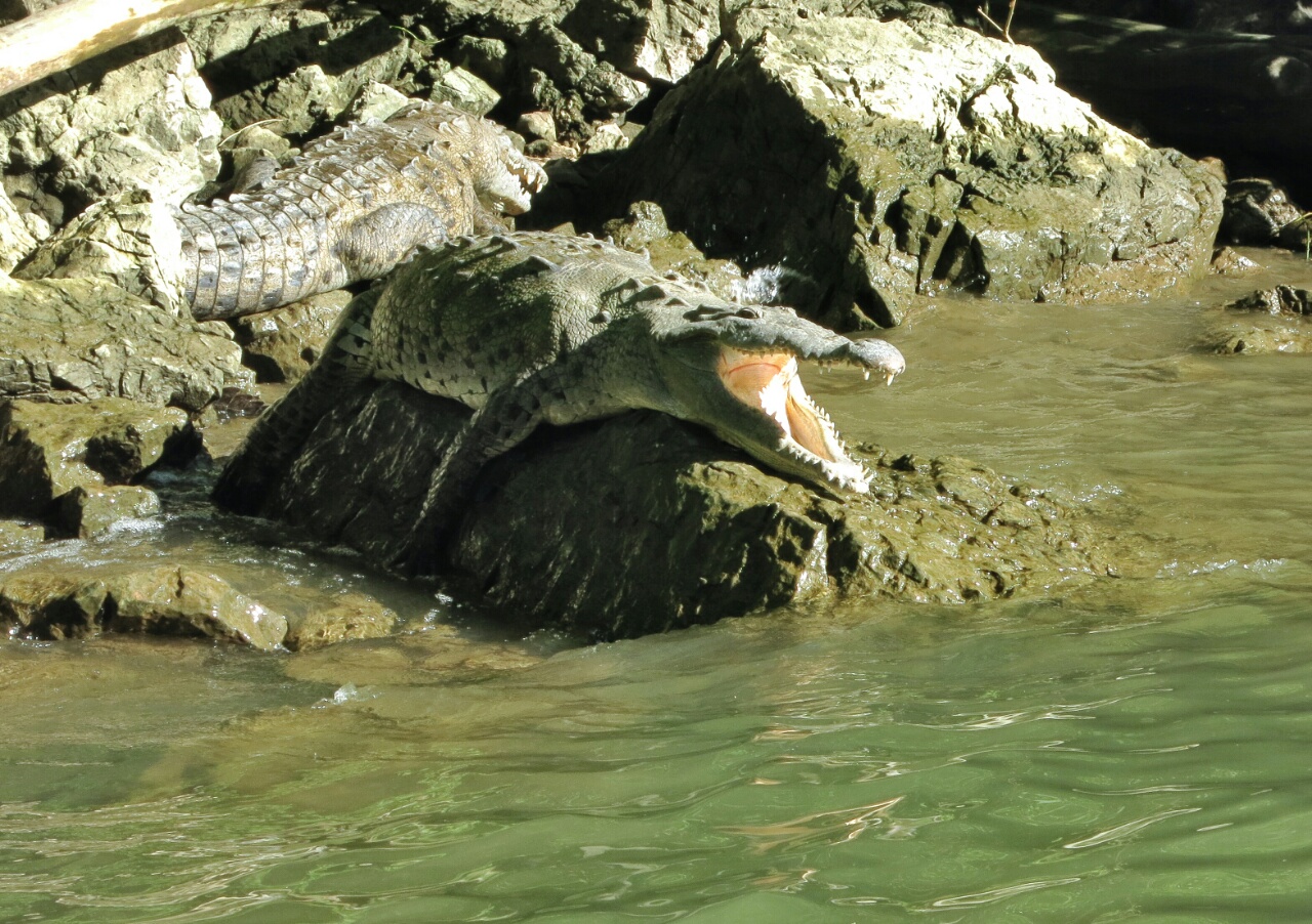 This side of paradise : México and Guatemala : Sharp, Pointy Teeth