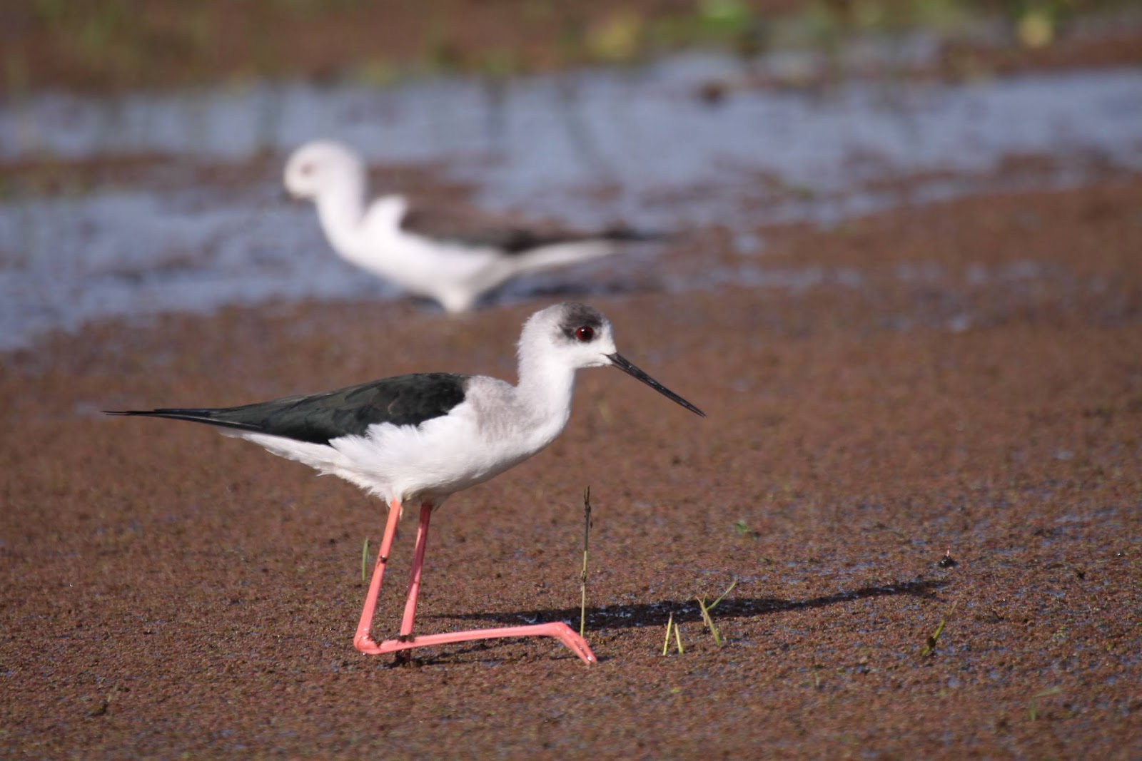 RETRATOS DEL MUNDO: Lago Ziway. De Welkite a Langano.