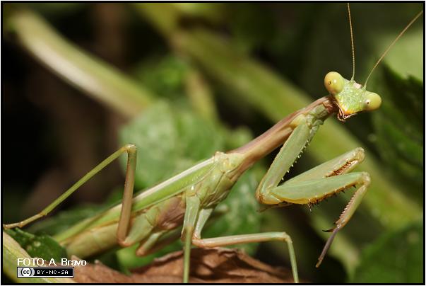 FAUNA AUXILIAR: FAMILIA MANTIDAE
