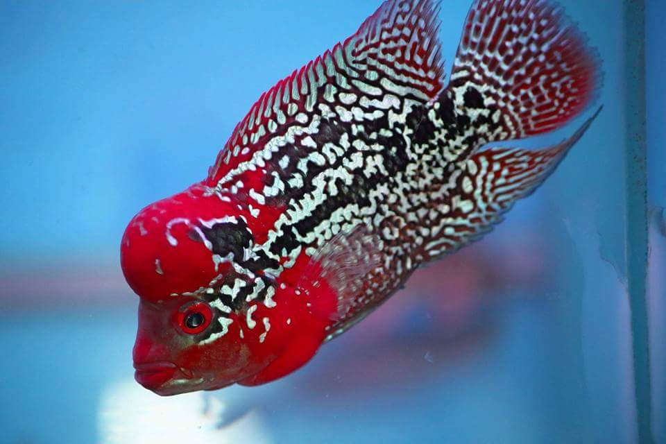 Knowing Difference Between Kamfa And King Kamfa