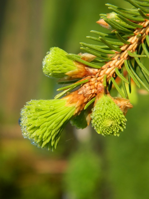 Pam's English Cottage Garden: Three Dwarf Trees for my Cottage Garden