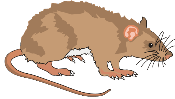 Gif animado ratas - Imagui