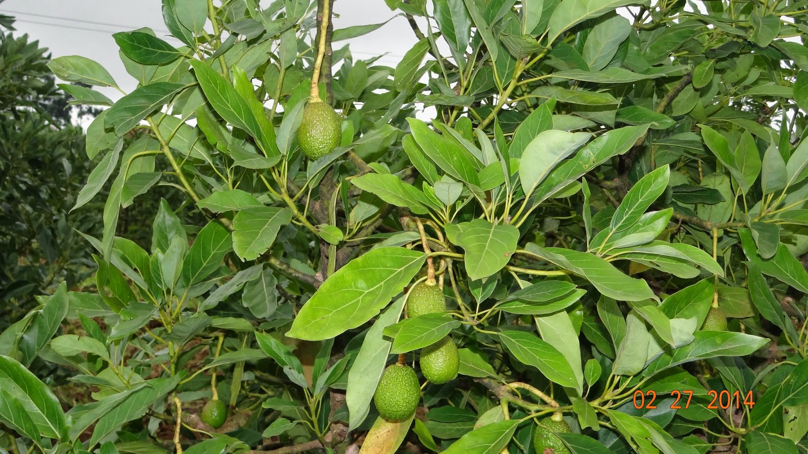 MATUKIO NA NGILANGWA MICHAEL:: ZAIDI YA MITI 500 YA MATUNDA ITAPANDWA ...