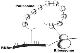 Ciências Biológicas- Biologia Celular : Ribossomos