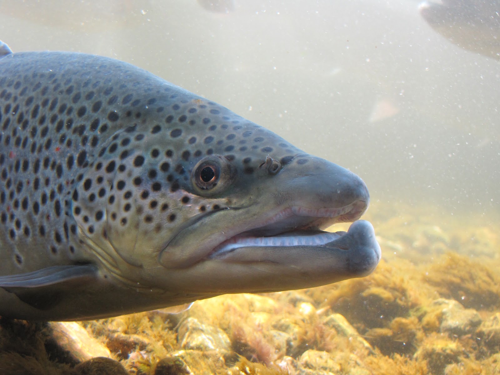 Butler Snapshots: Trout, Trout, and More Trout