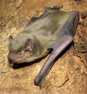 Diversity and Life: A view from the Holocene: Bats of Medike, Western ...
