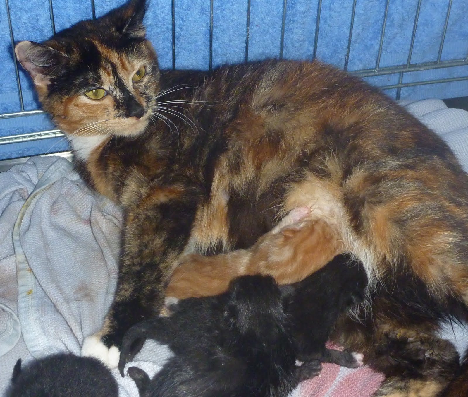 Cat Rescuing, Sunderland: BIRTH OF A KITTEN