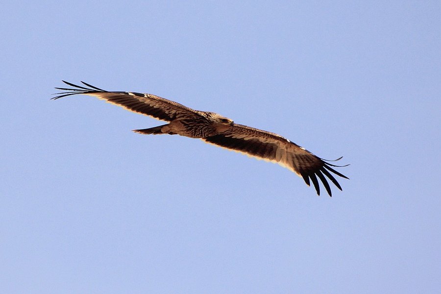 Birds of Saudi Arabia: Juvenile Eastern Imperial Eagle (Tabuk) – Bird ...