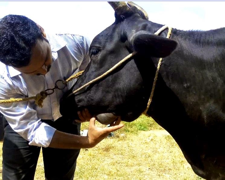 drssnairvet: CLINICAL VETERINARY SURGERY VIDEO SERIES- SURGICAL ...