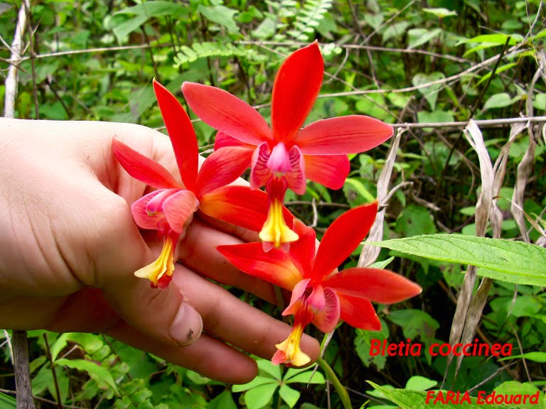 Asociación Jalisciense de Orquideología: Descripciones de Plantas (A-E)