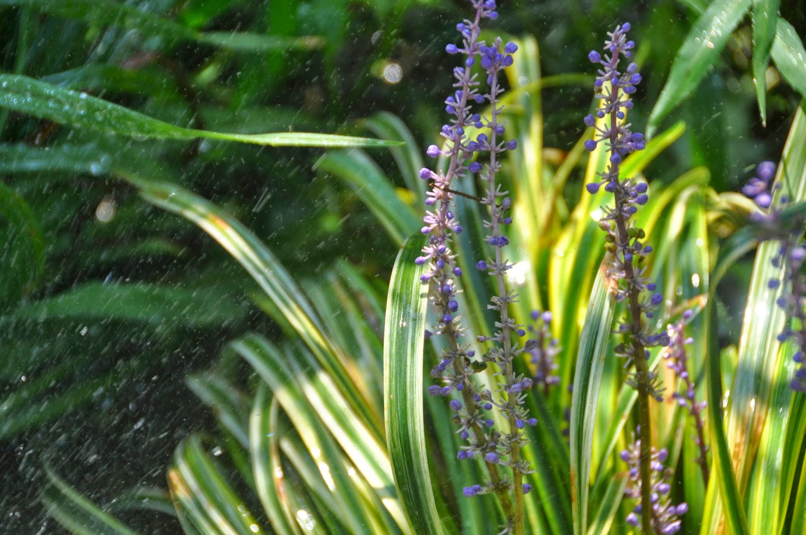 Vicki Lane Mysteries: Under the Mercy Trees