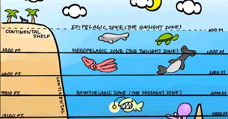 Layers Of The Ocean Floor