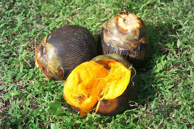 We love Our Bangladesh: Asian Palmyra Palm/Asian Palm Fruit (Tal/Taal ...