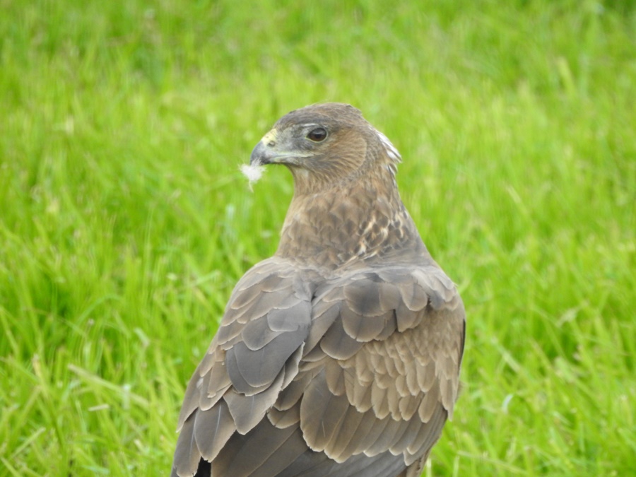 photographing New Zealand: Harrier Hawk