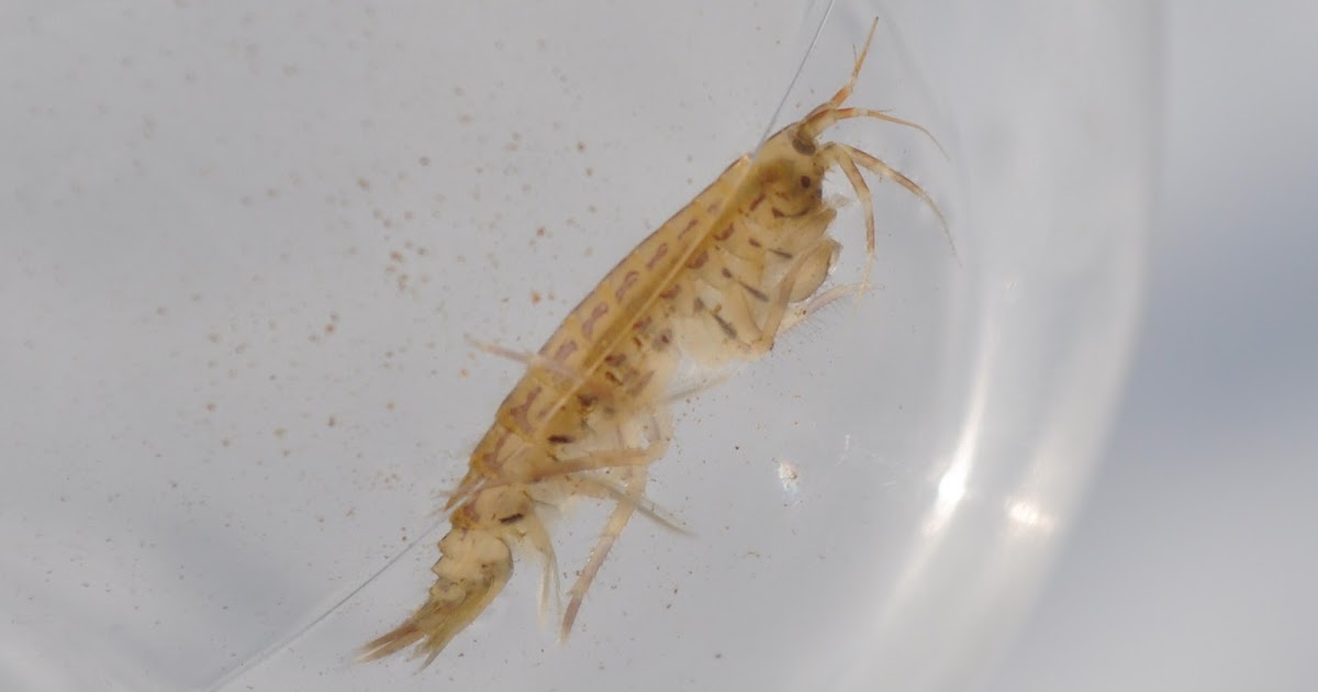 ZOOTOGRAFIANDO (6.100 ANIMALS): ANFÍPODO (Amphipoda sp)