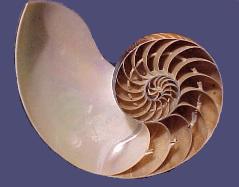 Conchology101: Chambered Nautilus