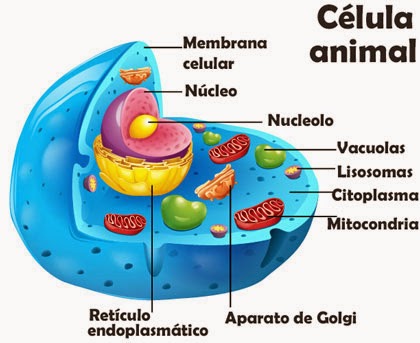 Celula animal en lamina - Imagui