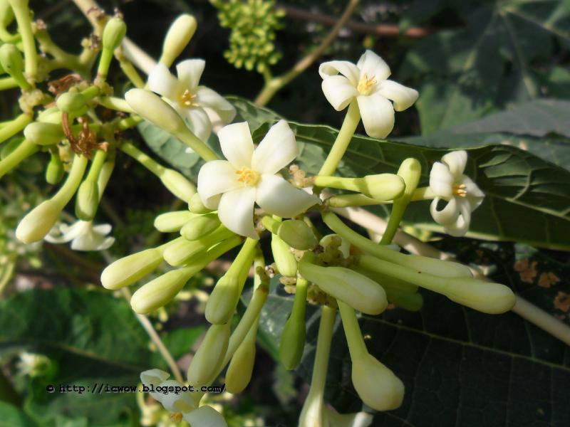 Papaya Flower (পেপে ফুল) - Carica papaya