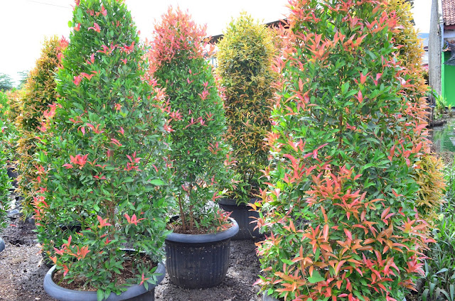 Mekar Jaya Flora: Pucuk Merah