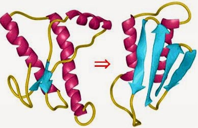 Que es un Prion? : Conoce tu Mascota