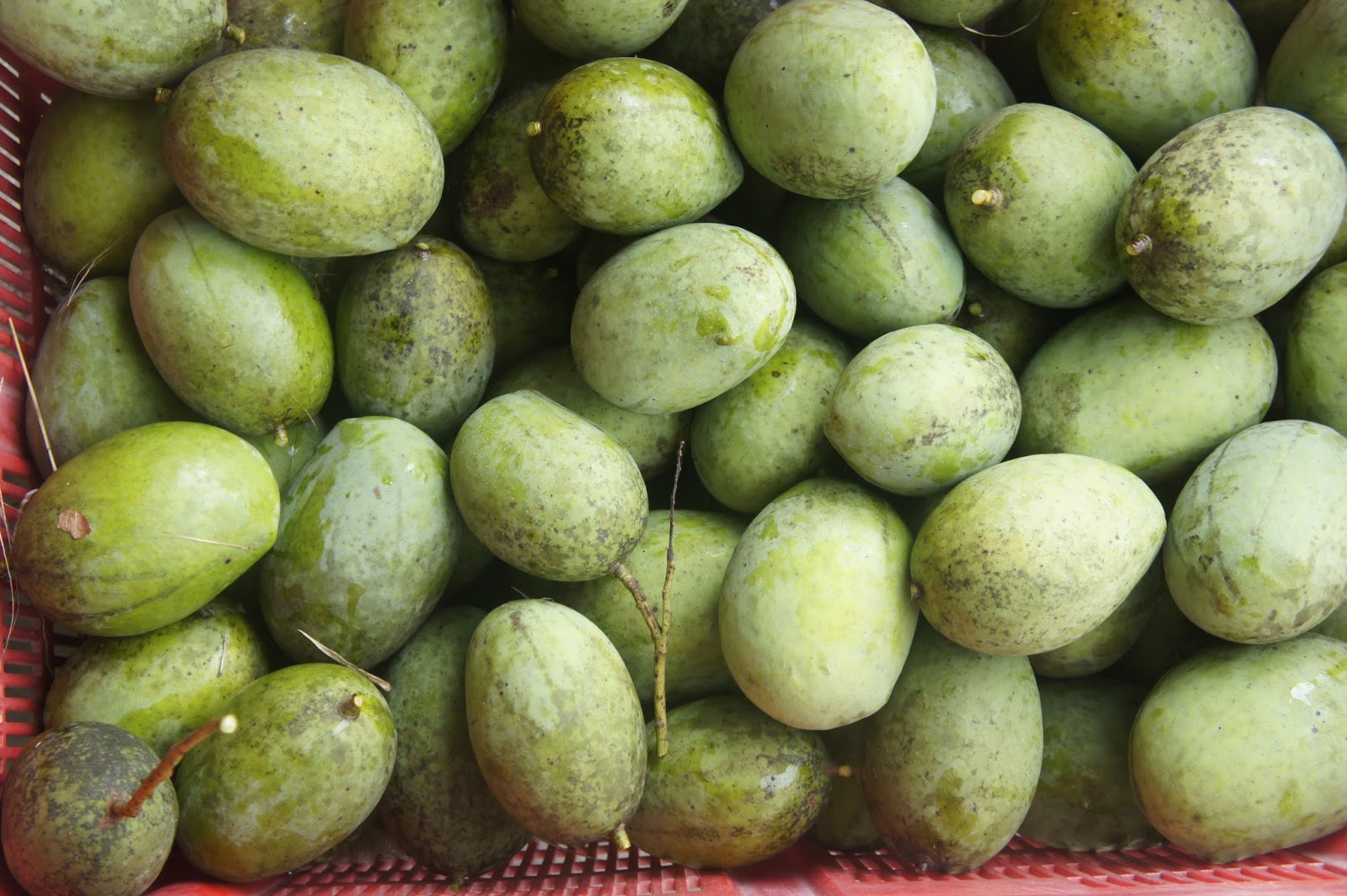 Warisan Petani: Tanaman Kuini vs Mangga.