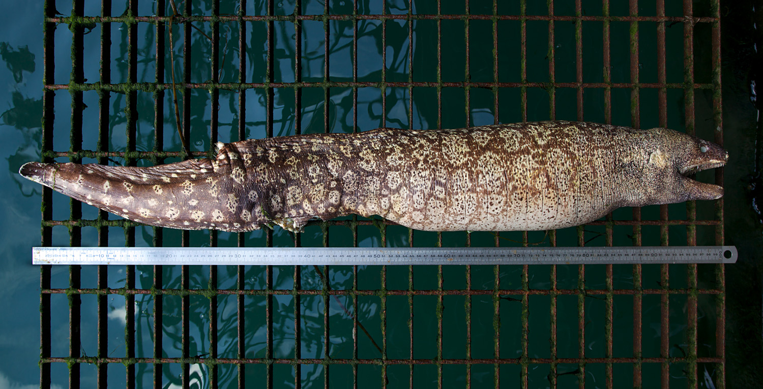 Edisi Pelik! Ya Allah Makhluk Apa Ni Makhluk Pelik Yang Menggemparkan ...