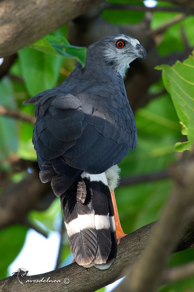 Gavilán Patas Largas ( Crane Hawk ) Geranospiza caerulescens (Vieillot ...