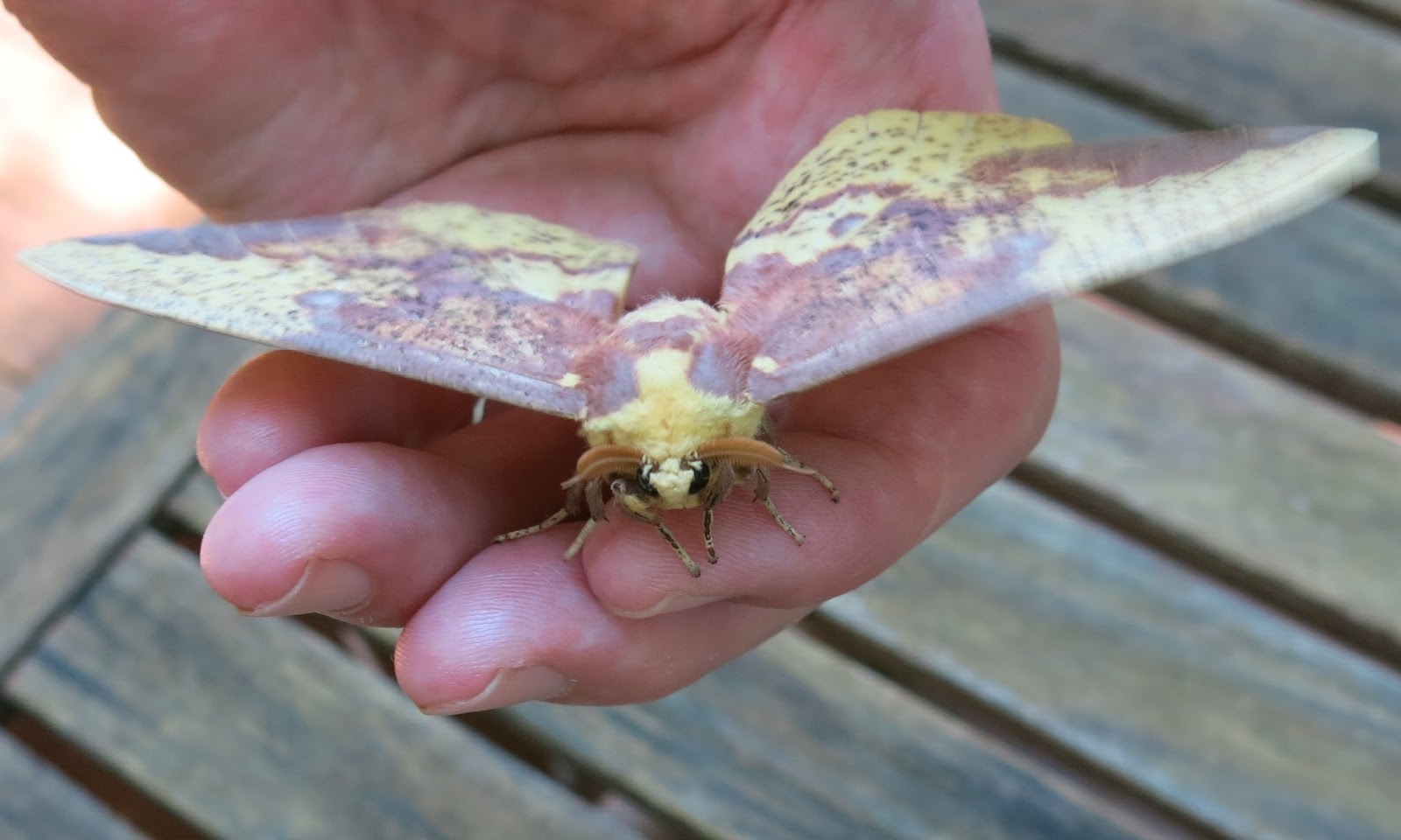 ifthethunderdontgetya™³²®©: Imperial Moth
