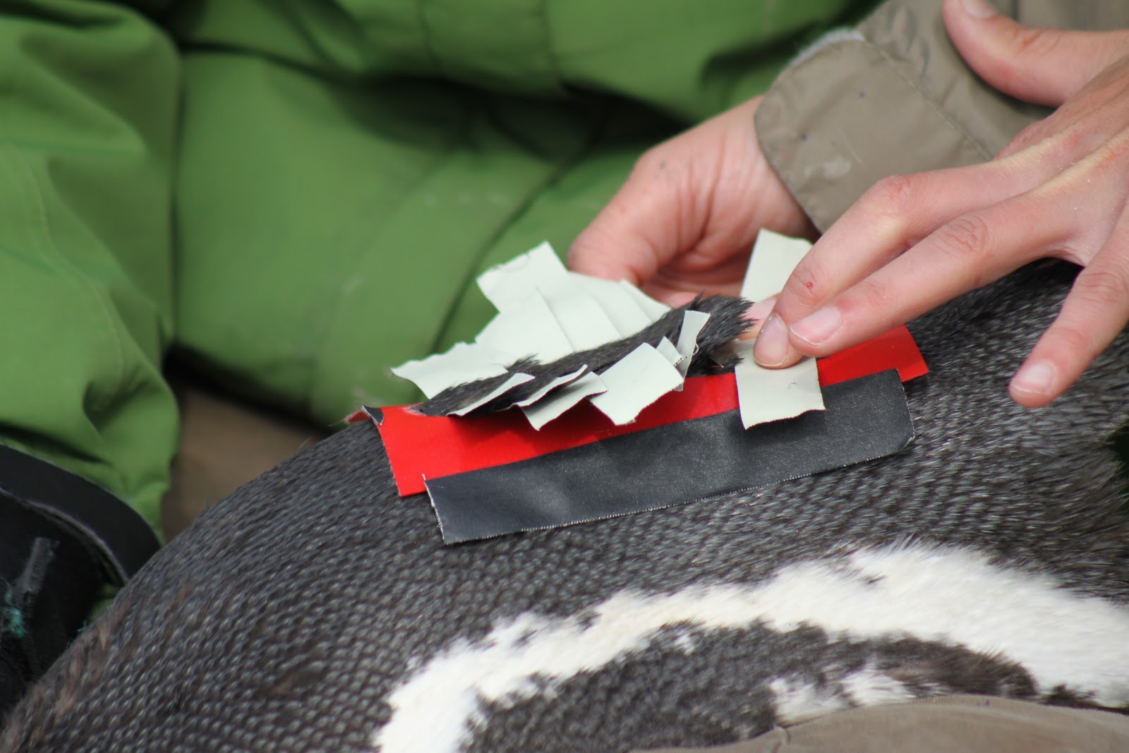 Robben Island Penguin Tracks: Methods