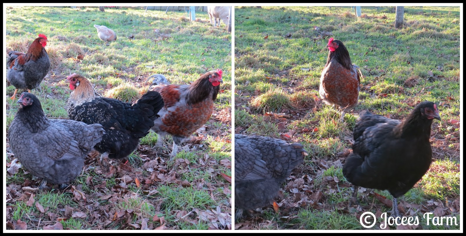 Jocees Farm: Rusty the Rooster