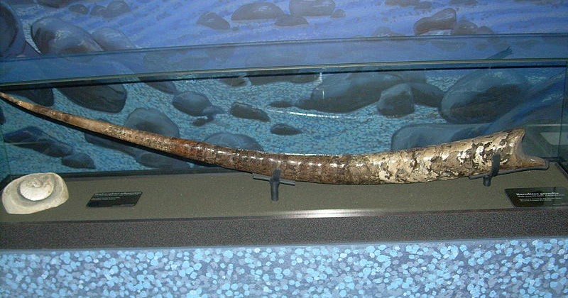 Variety of Life: Baculitidae