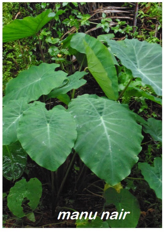 papanasini: CHEMBU ( ചേമ്പ് )