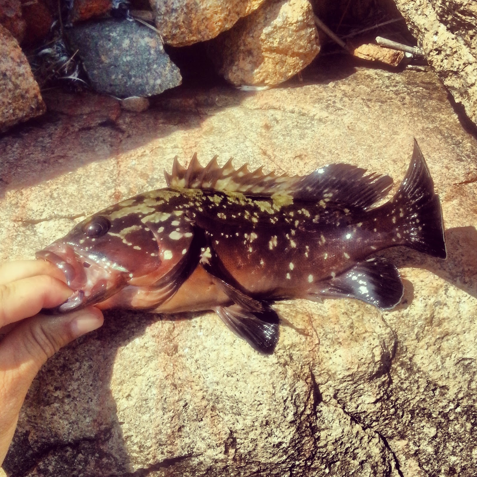 ROCK FISHING EN MEDITERRANEE: Un Mérou en rockfishing !!! Ca c'est top