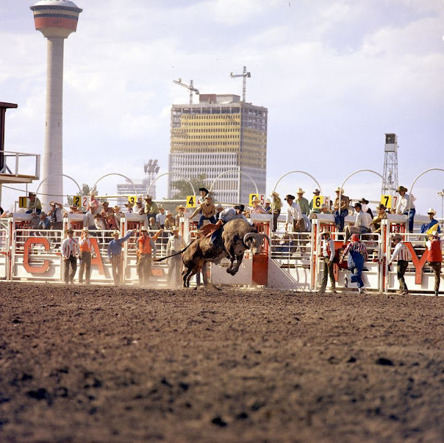 The Calgary Stampede: One of the Largest Outdoor Rodeos in the World ...