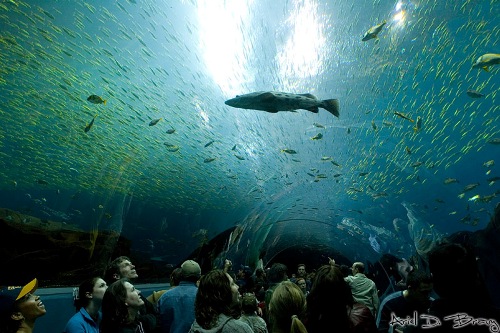 10 Aquarium Paling Besar di Dunia - Balistta News