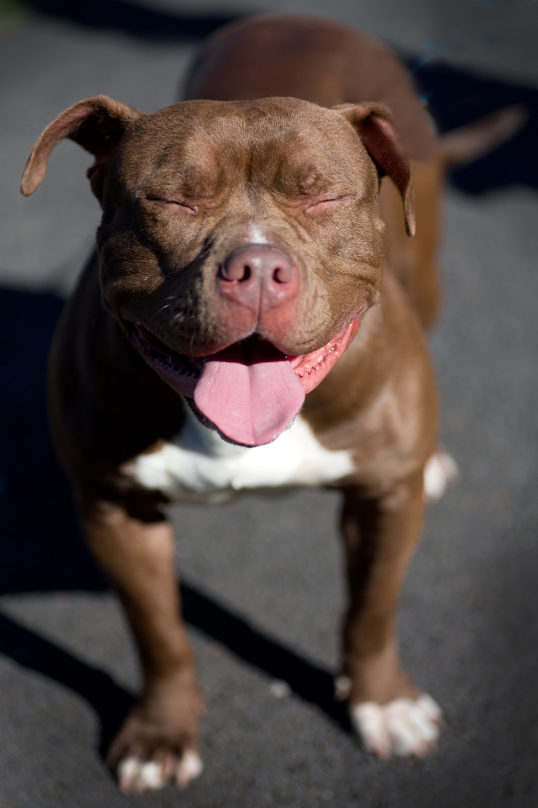 Shelter Dogs of Portland: "WINIFRED" short and wide Pitmix