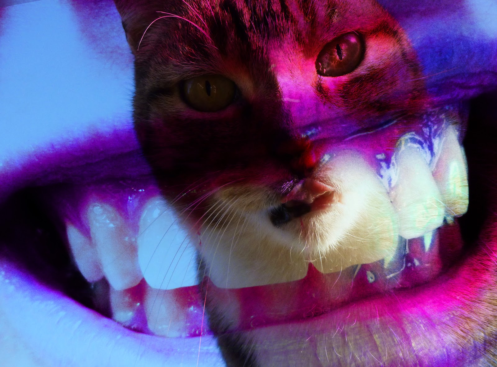 Roslyn P: The Cheshire Cat and Singing Flowers