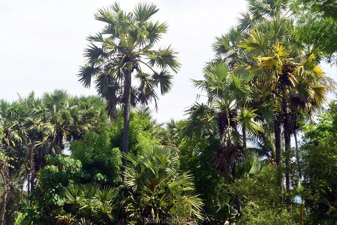 Top Konsep 21+ Pohon Siwalan