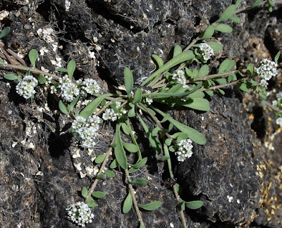 Plantas: Beleza e Diversidade: Correjola (Corrigiola litoralis)