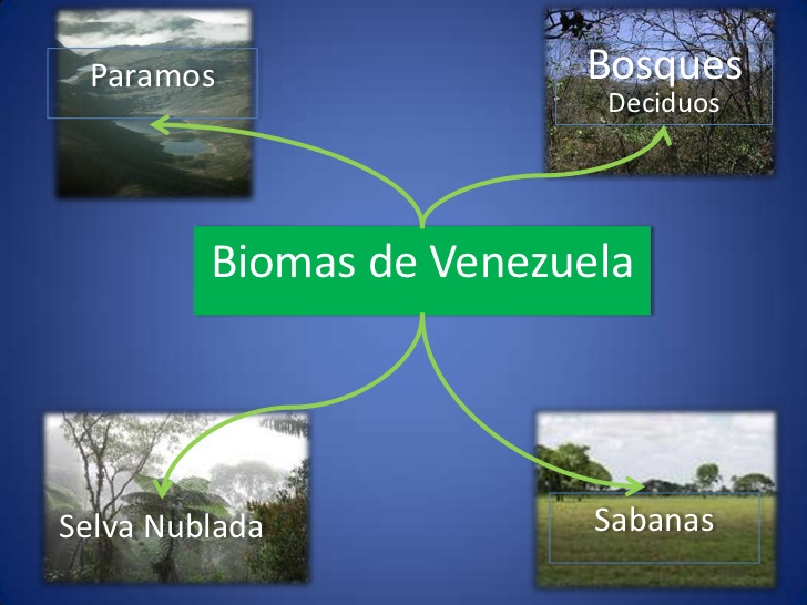 Biodiversidad en Venezuela ( Bosques Xeròfilos)