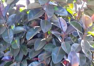 How To Prune Rubber Tree Plant
