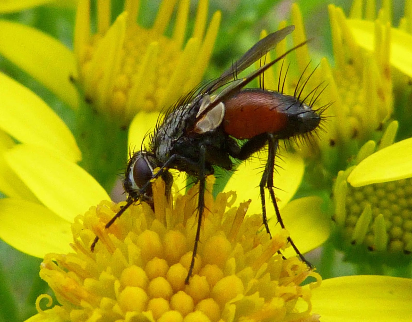 Insects of Scotland: Tachinids