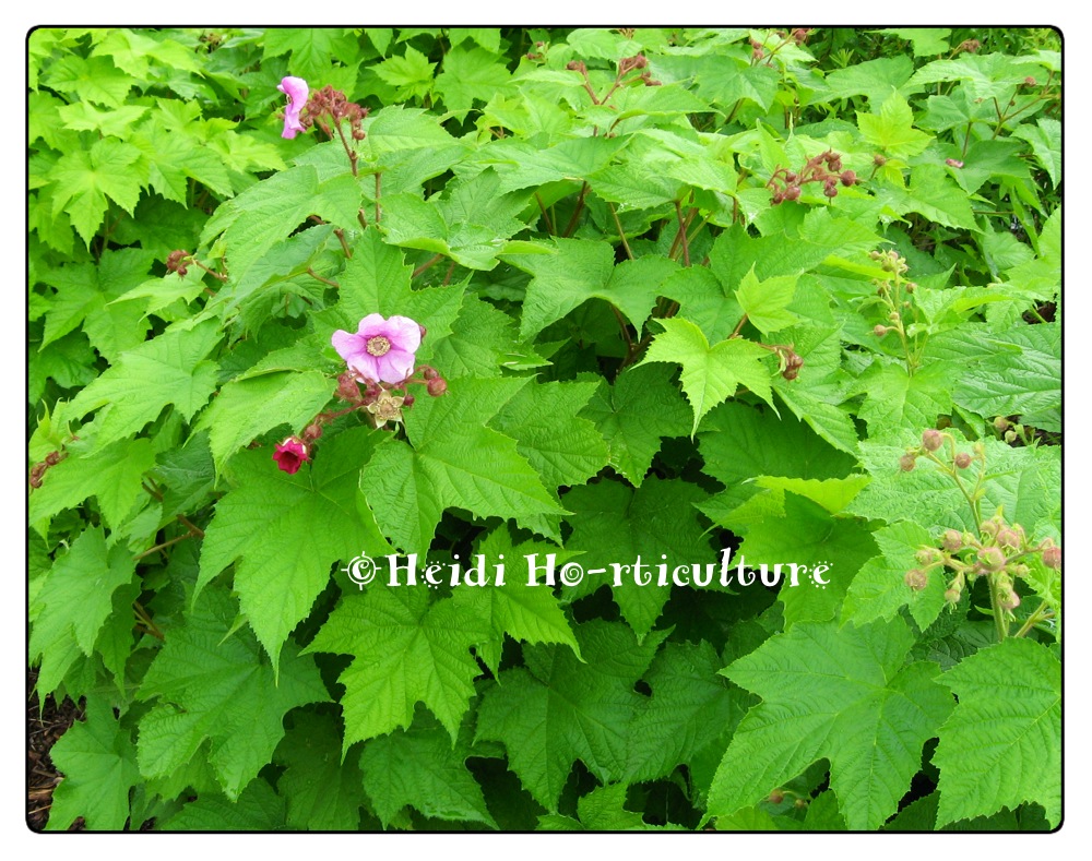 Heidi Horticulture: Plant Profile: Rubus odoratus - Flowering Raspberry