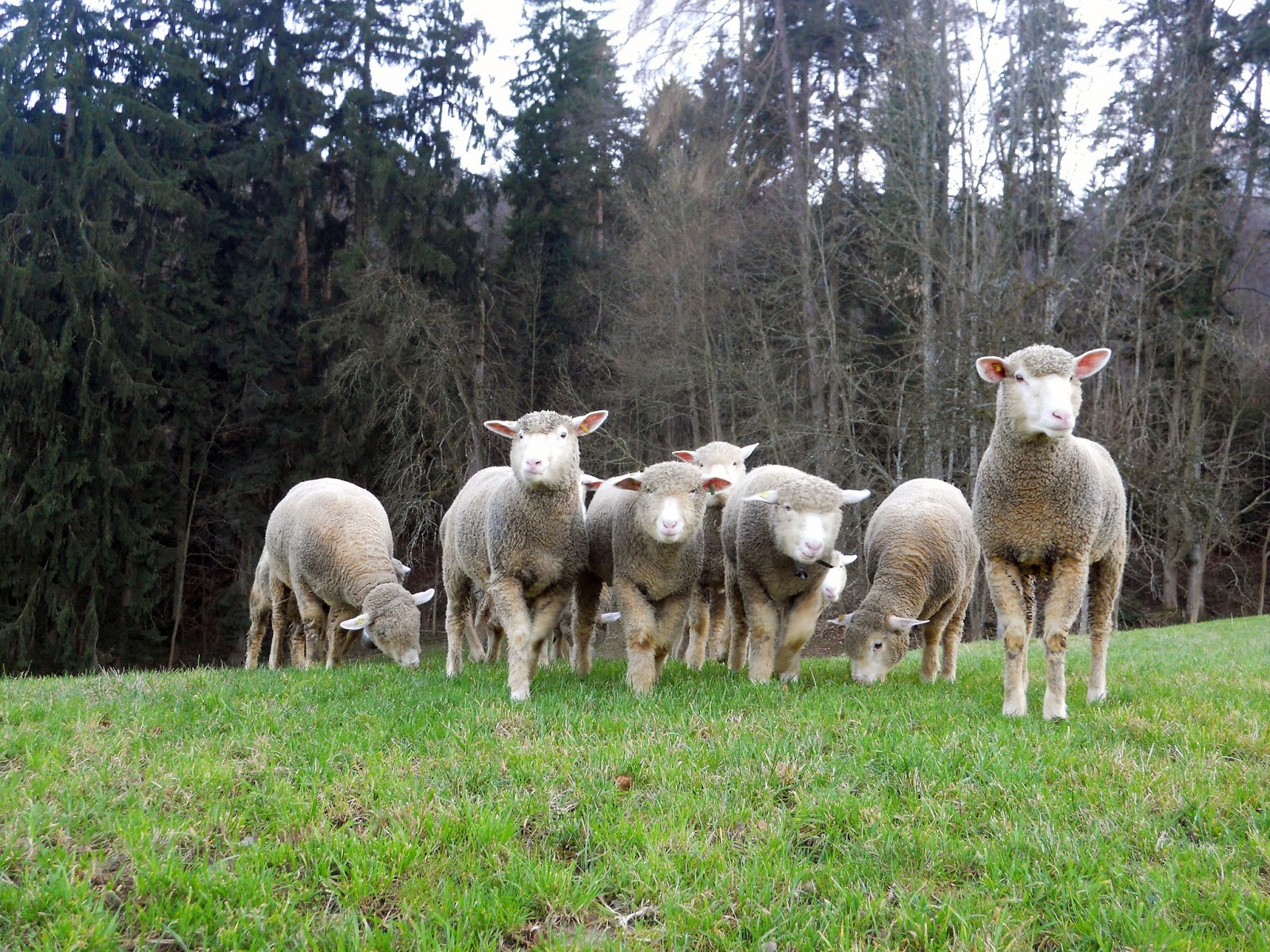 2R Schafe: Auf der Weide im Winter