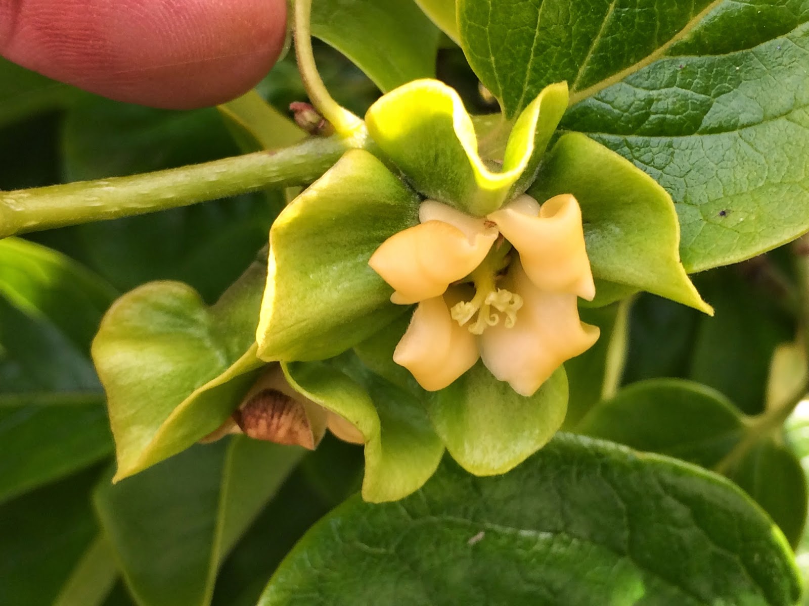 Trees of Santa Cruz County: Diospyros kaki 'Fuyu' - Fuyu Persimmon