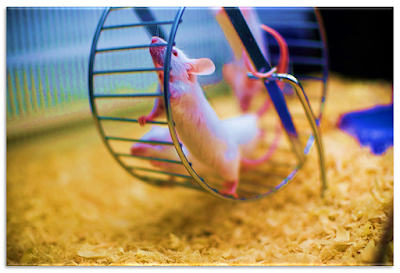 Entrenando con Cabeza: El reloj biológico (2ª parte): principales ...