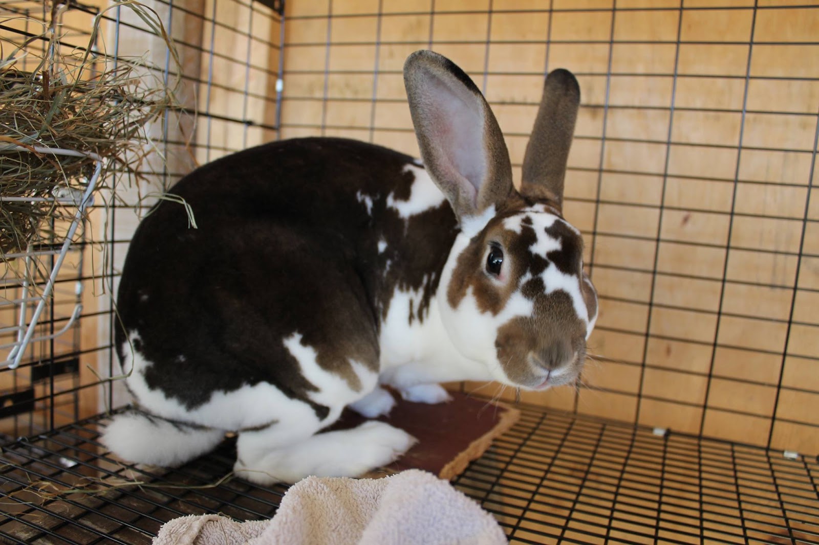 Mini Rex Broken Castor