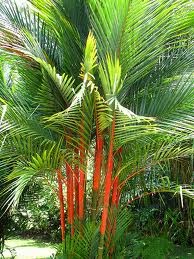 POKOK HIASAN: Tanaman Hiasan