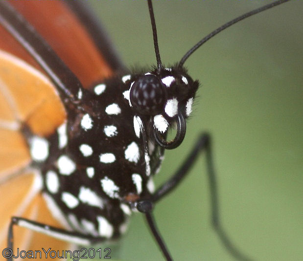 Female Versus Male Monarch Butterfly