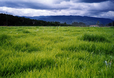 Las praderas terrestres: PRADERAS - TERRESTRES